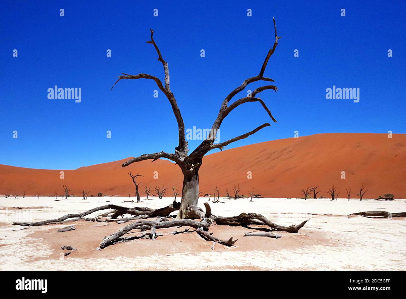 The dry, dead Camelthorn trees of the Deadvlei pan in Erongo Region ...