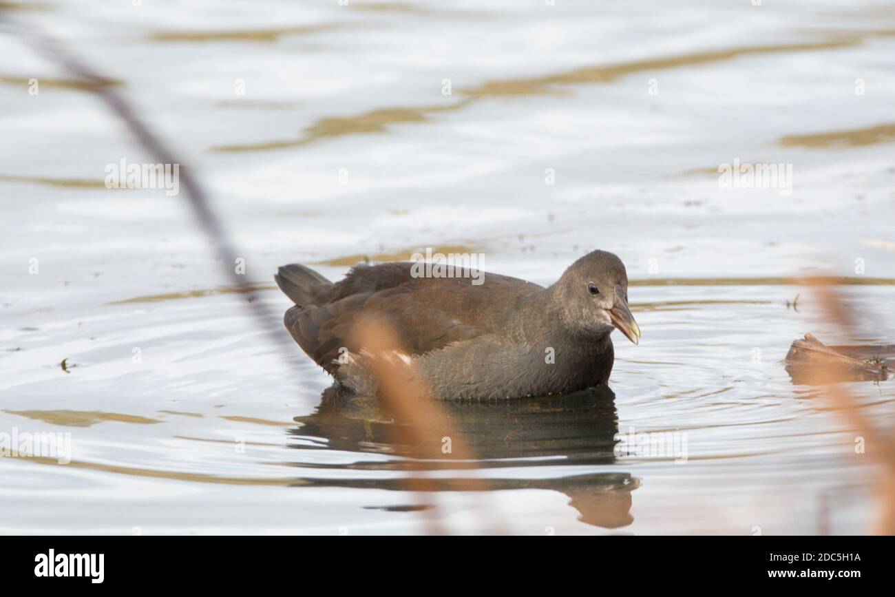Juvenile coot hi-res stock photography and images - Alamy