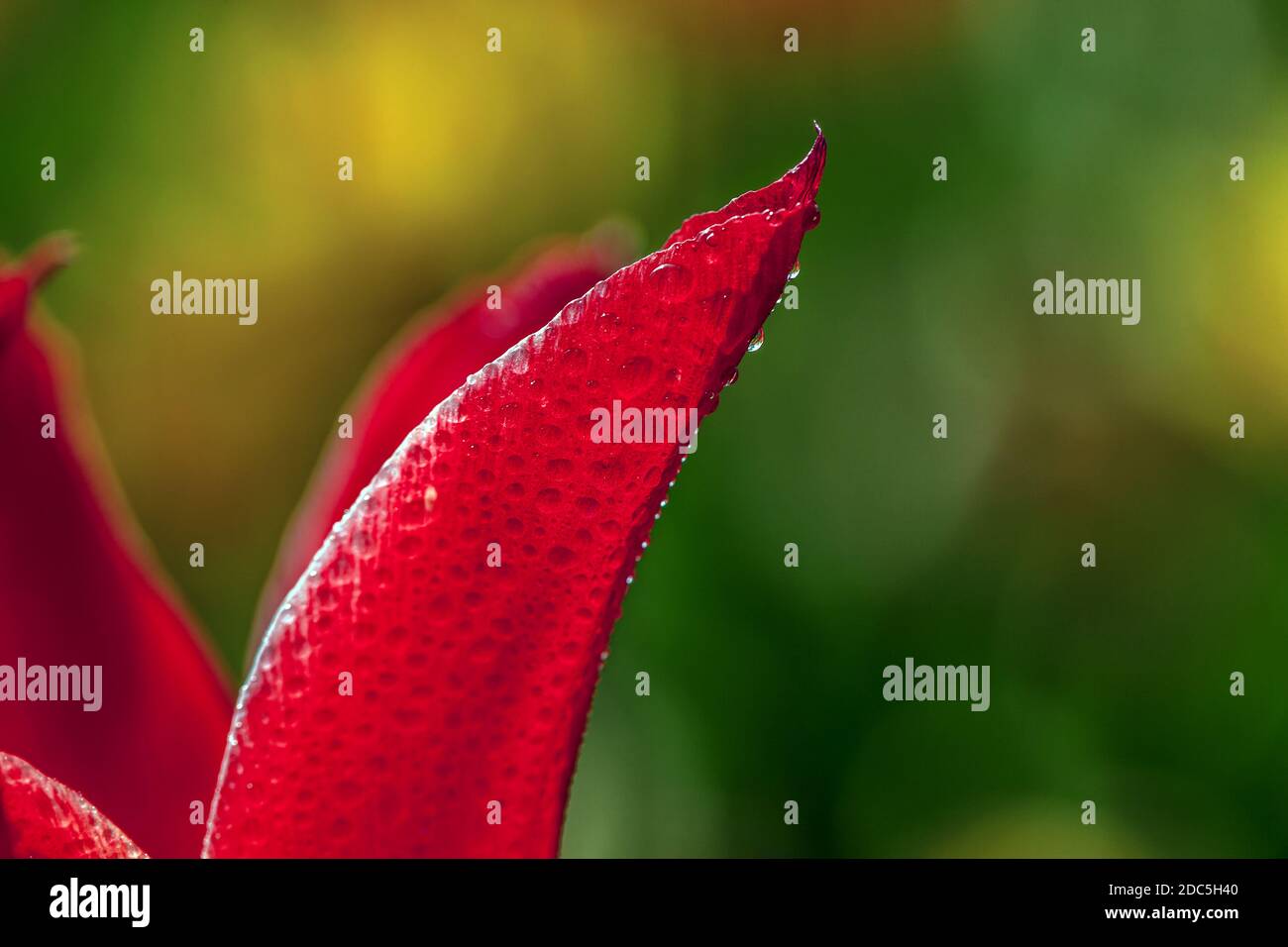 Water drop off leaf hi-res stock photography and images - Alamy