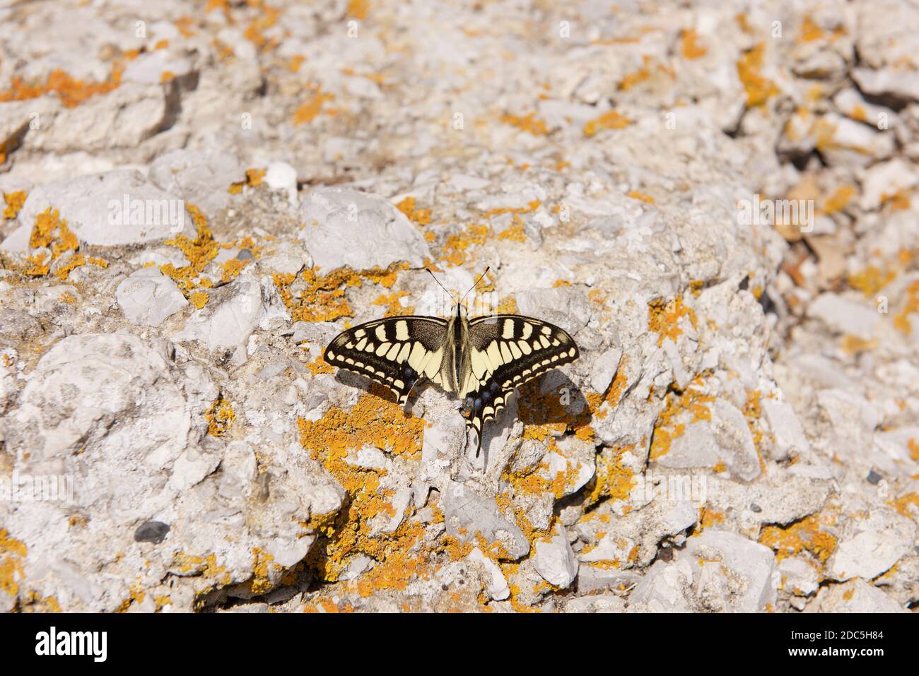 Swallowtail Butterfly with damaged wing Stock Photo - Alamy