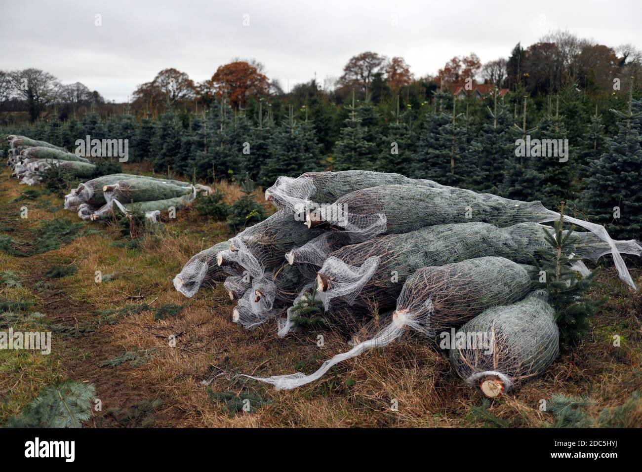 Christmas common oxfordshire hi-res stock photography and images - Alamy