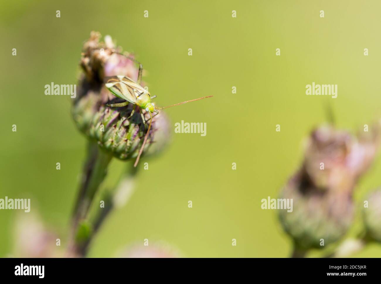 Lucerne bug (Adelphocoris lineolatus Stock Photo - Alamy