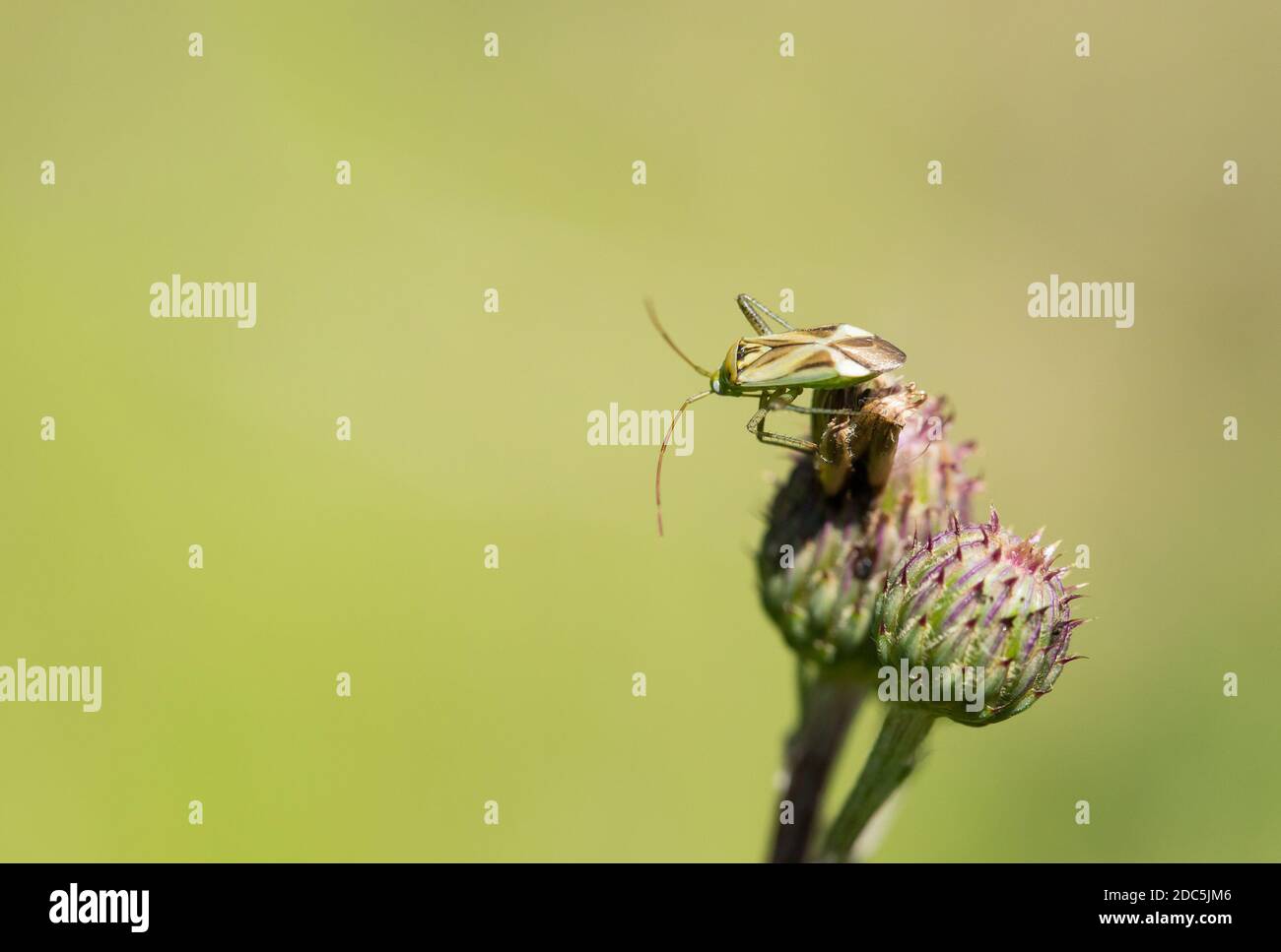 Lucerne bug (Adelphocoris lineolatus Stock Photo - Alamy
