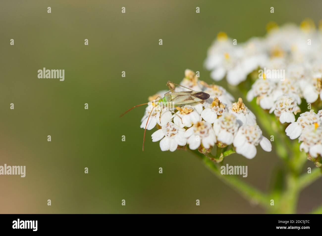 Adelphocoris lineolatus hi-res stock photography and images - Alamy