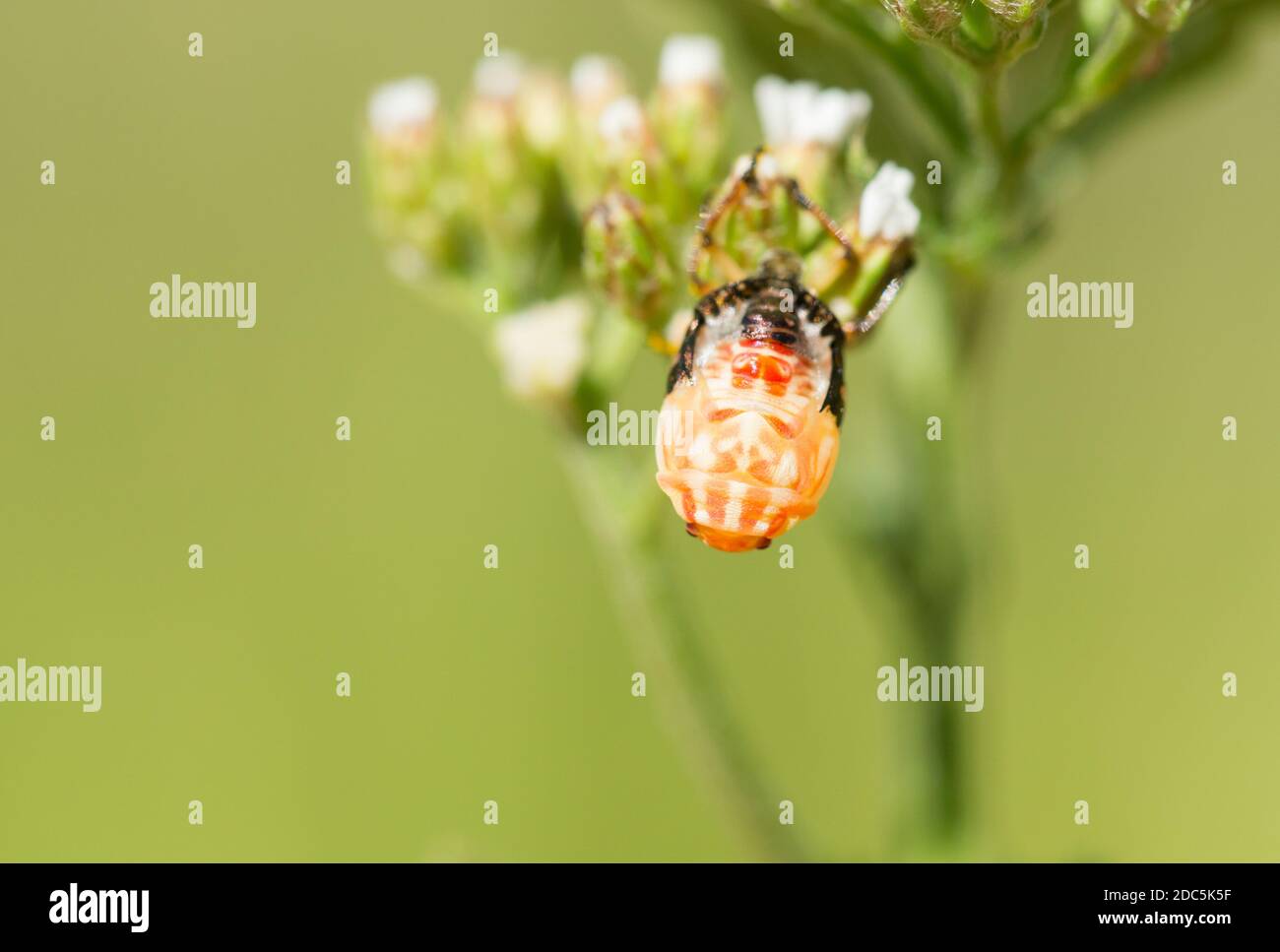 Molting shield bug (Carpocoris purpureipennis Stock Photo - Alamy