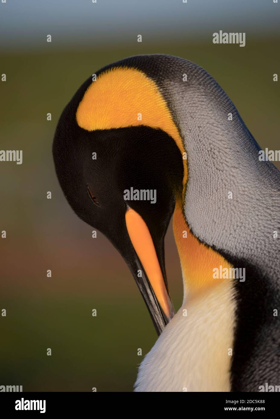 King penguin, south america hi-res stock photography and images - Alamy