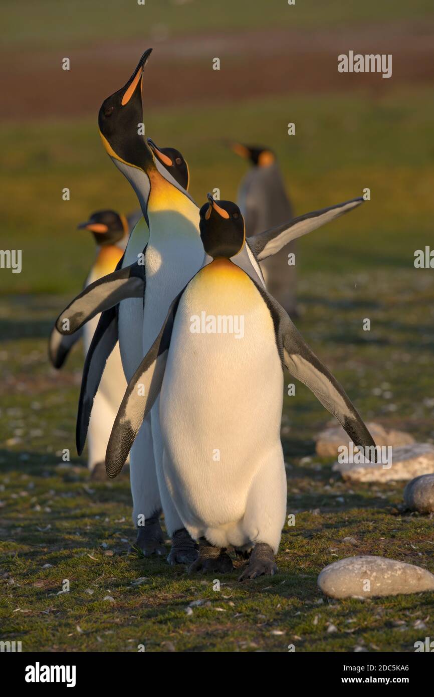 King penguin, south america hi-res stock photography and images - Alamy
