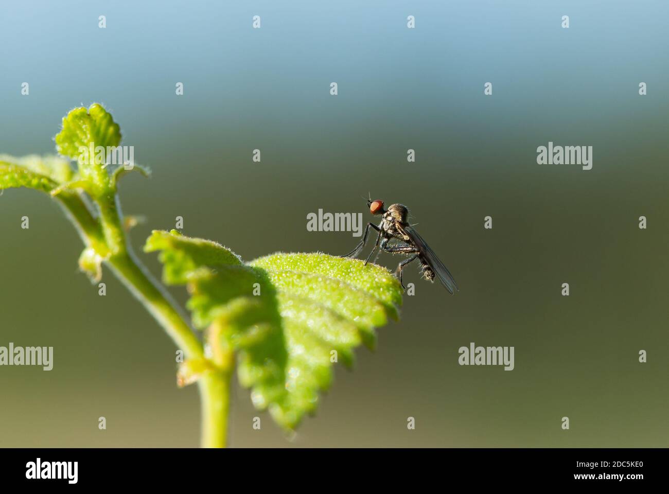 Hybotidae sp hi-res stock photography and images - Alamy