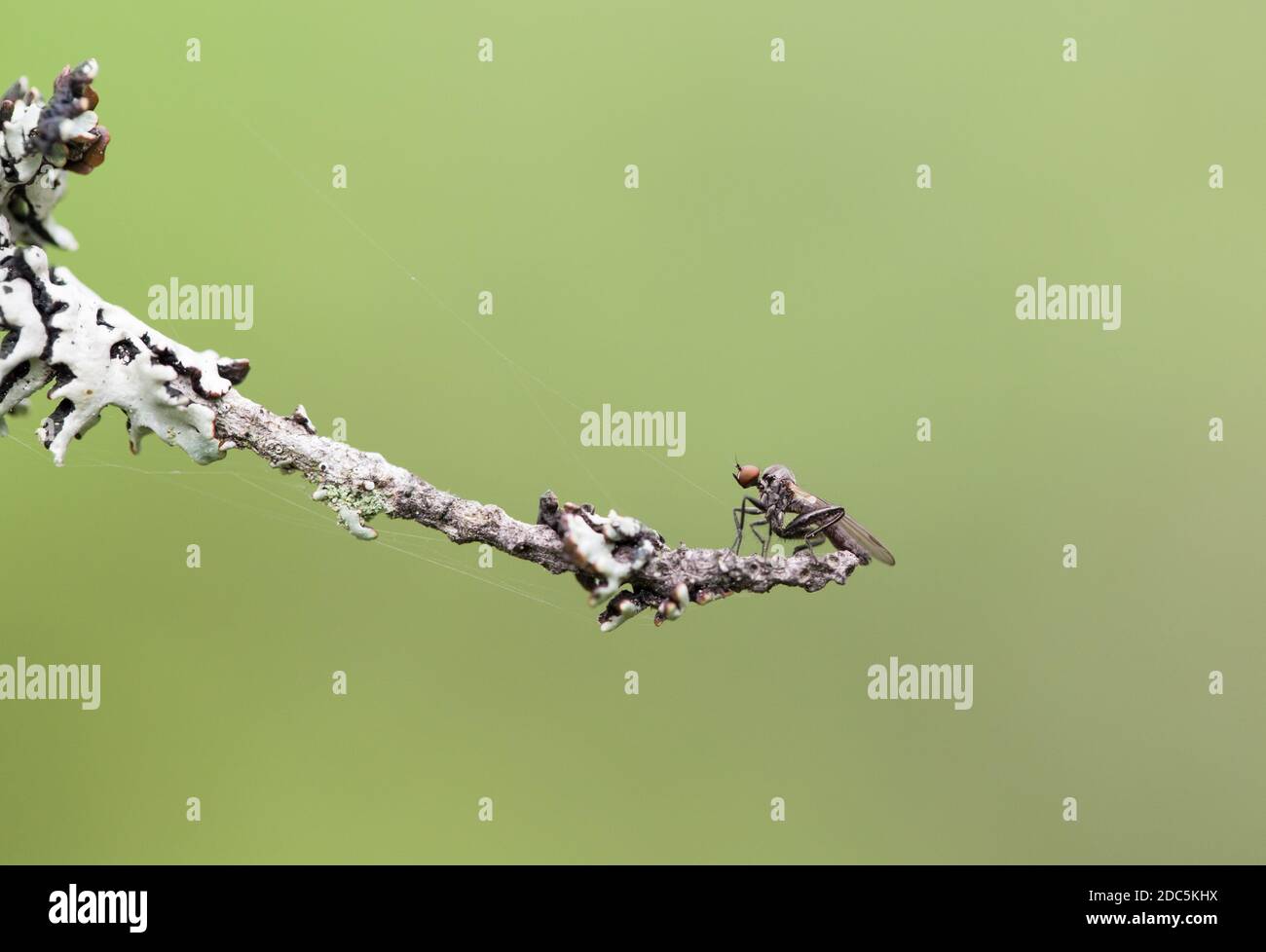 Hybotidae sp hi-res stock photography and images - Alamy