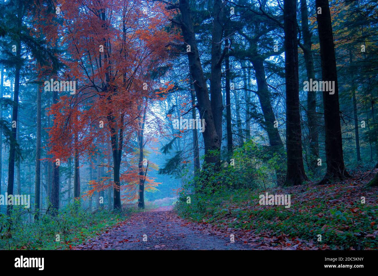 Golden autumn hardwood leaves in a forest amongst the softwood trees ...