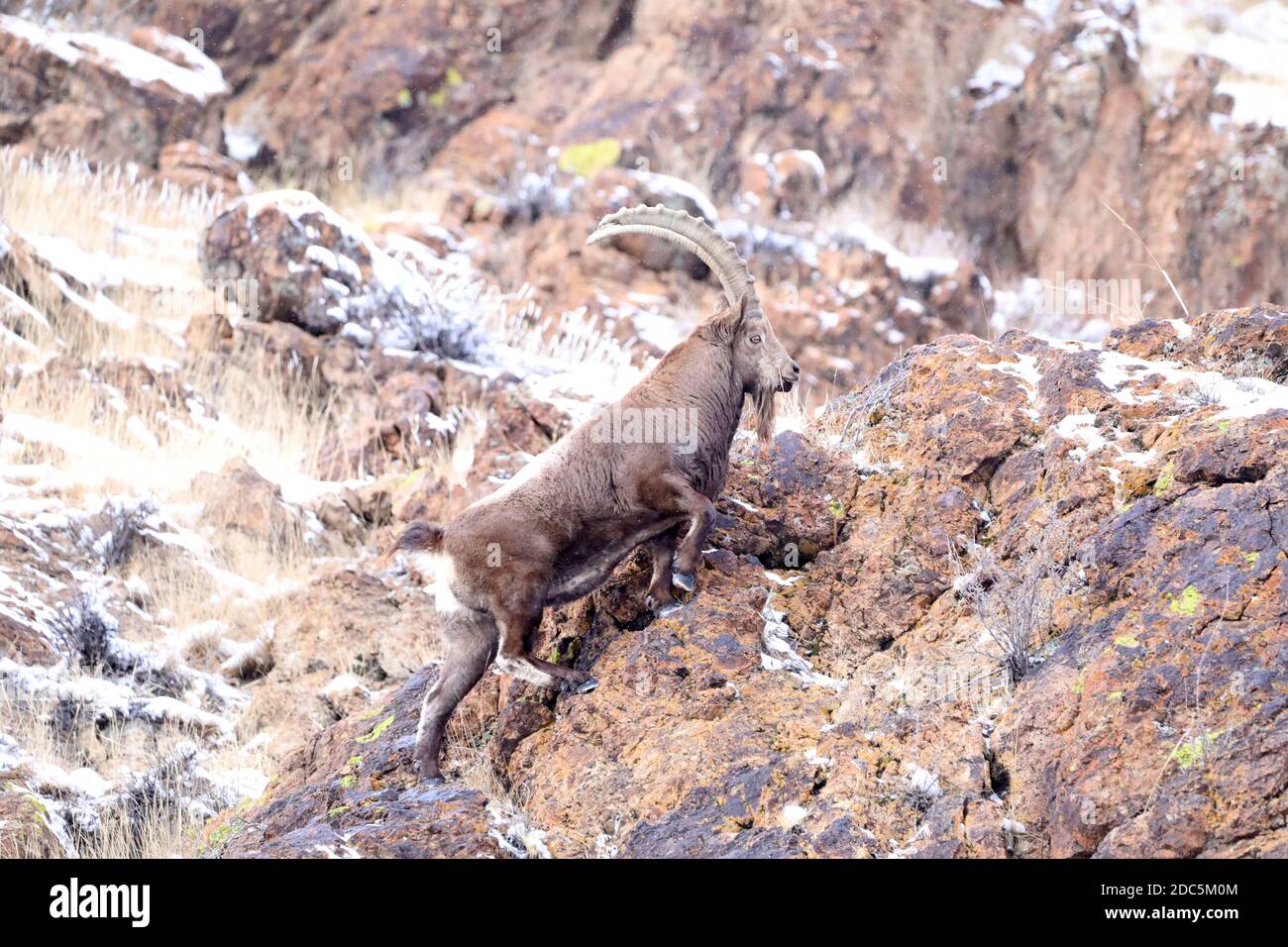 Ibex china hi-res stock photography and images - Alamy