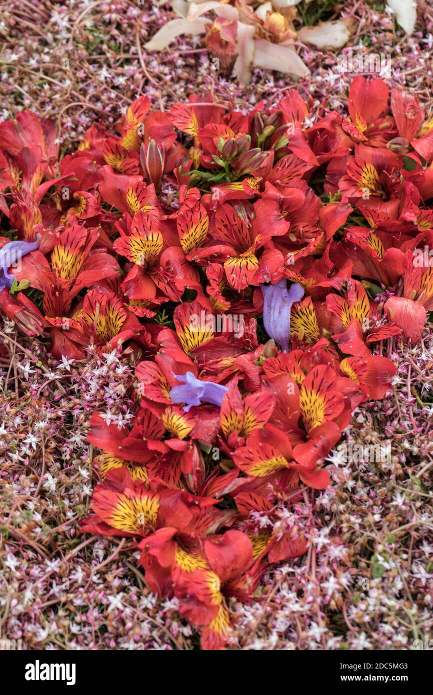 Beauty floristic decoration with colorful tropical flowers Stock Photo ...