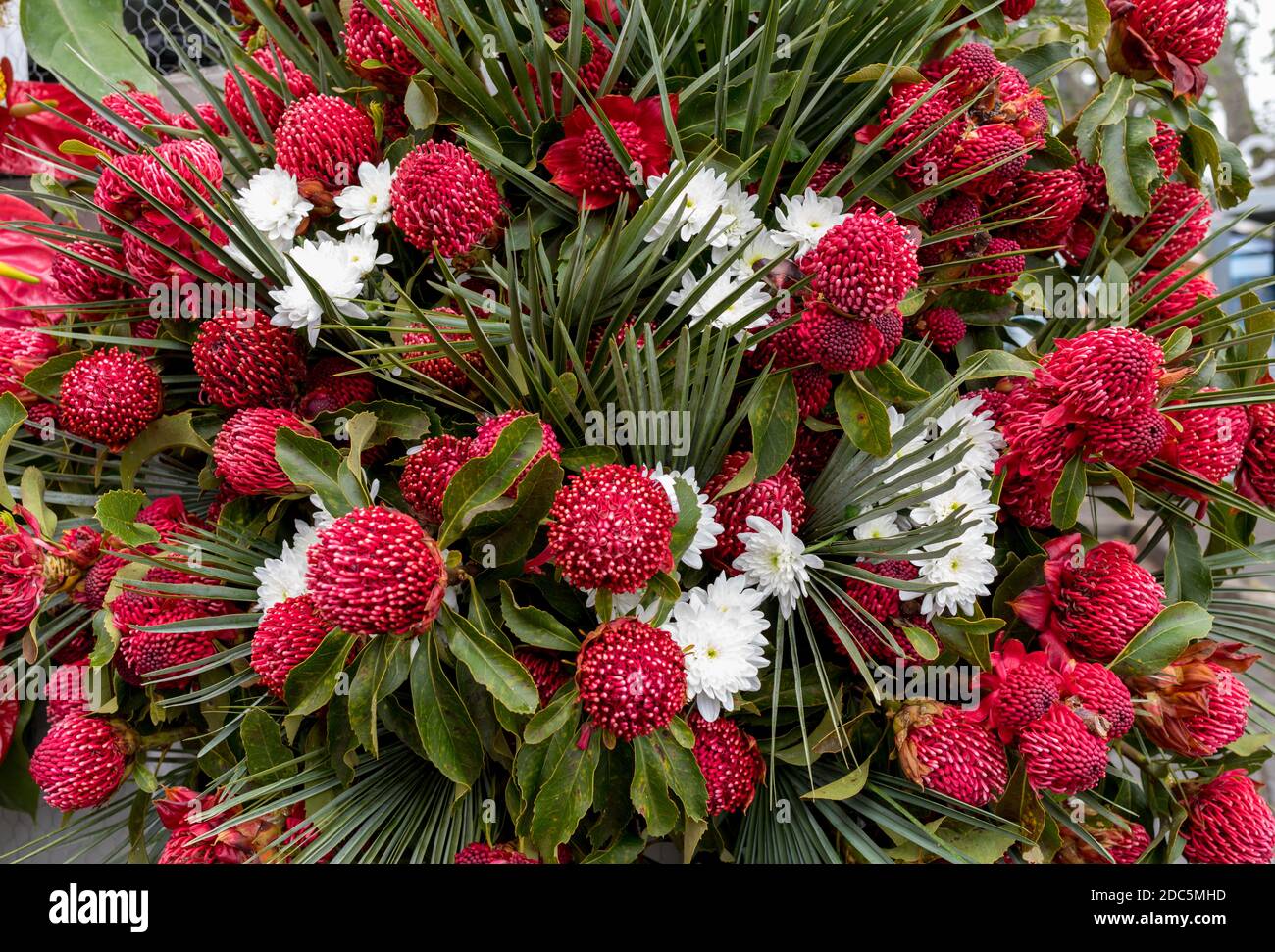 Bright inflorescence of the Waratah, Telopea speciosissima, an ...