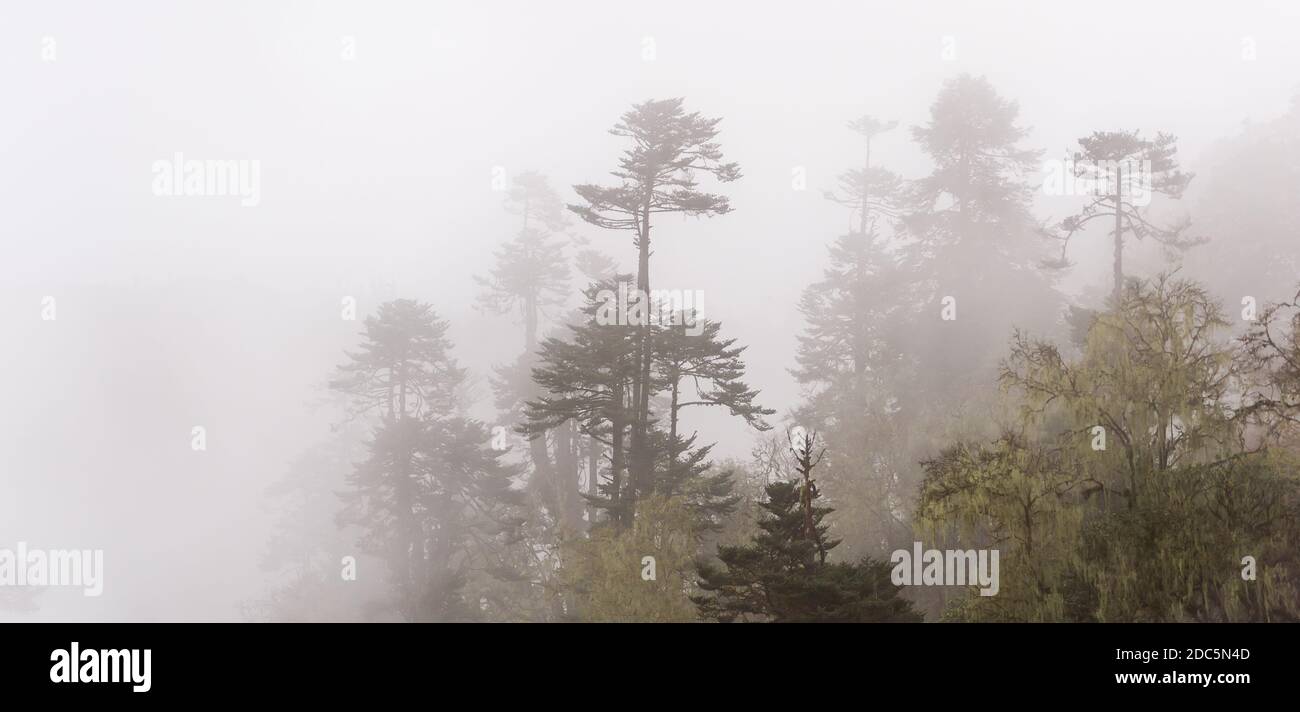 Early morning mist in forest landscape hi-res stock photography and ...