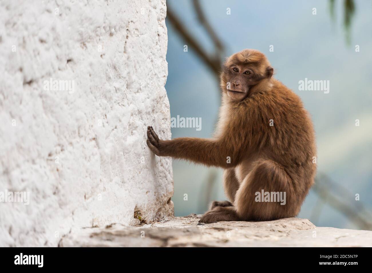 Monkey looking at camera hi-res stock photography and images - Alamy