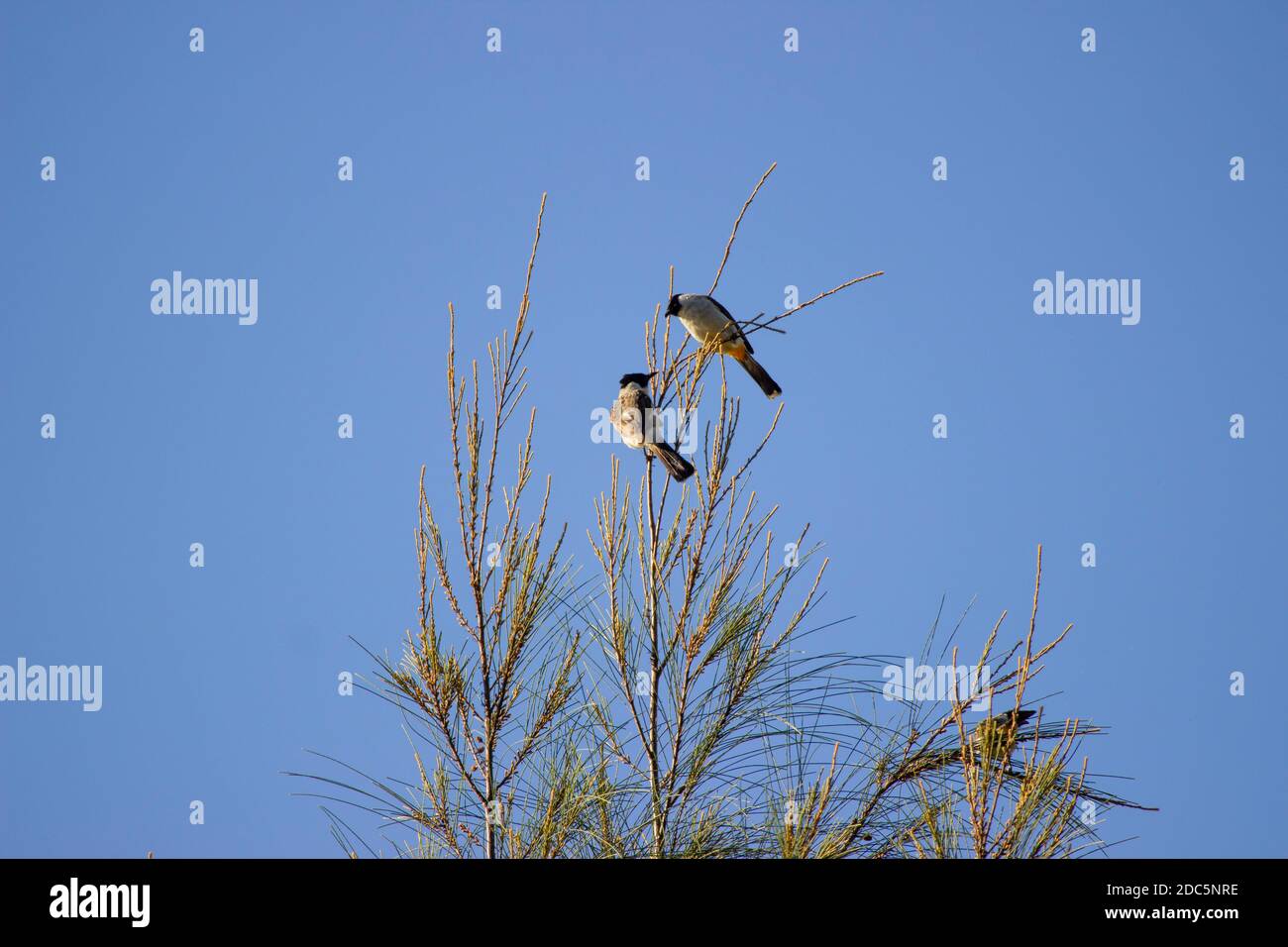 The gray bentet is a species of bird from the Laniidae family, of the ...