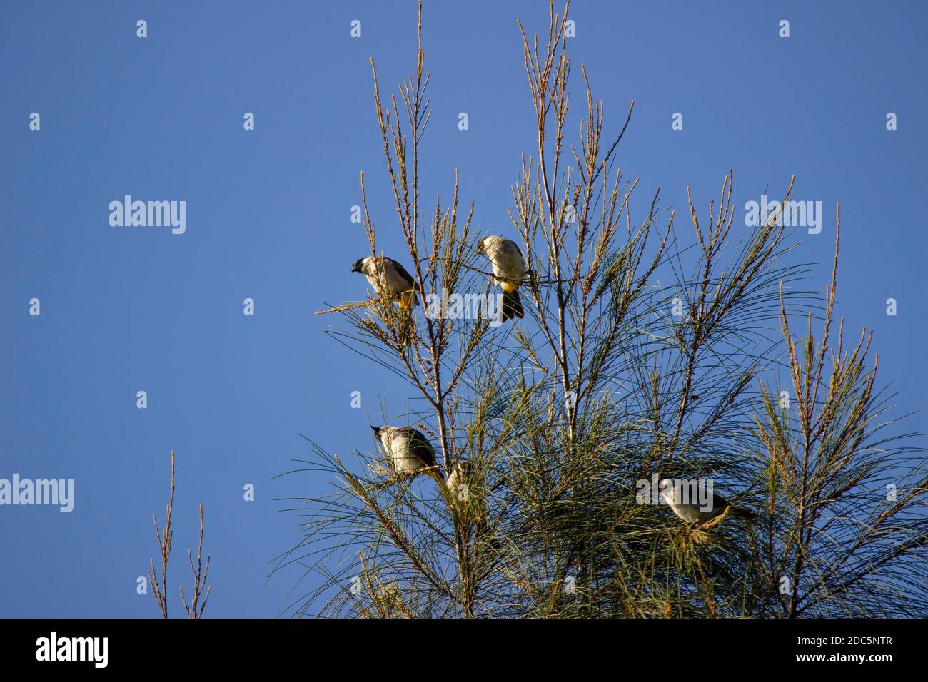 Laniidae family hi-res stock photography and images - Alamy