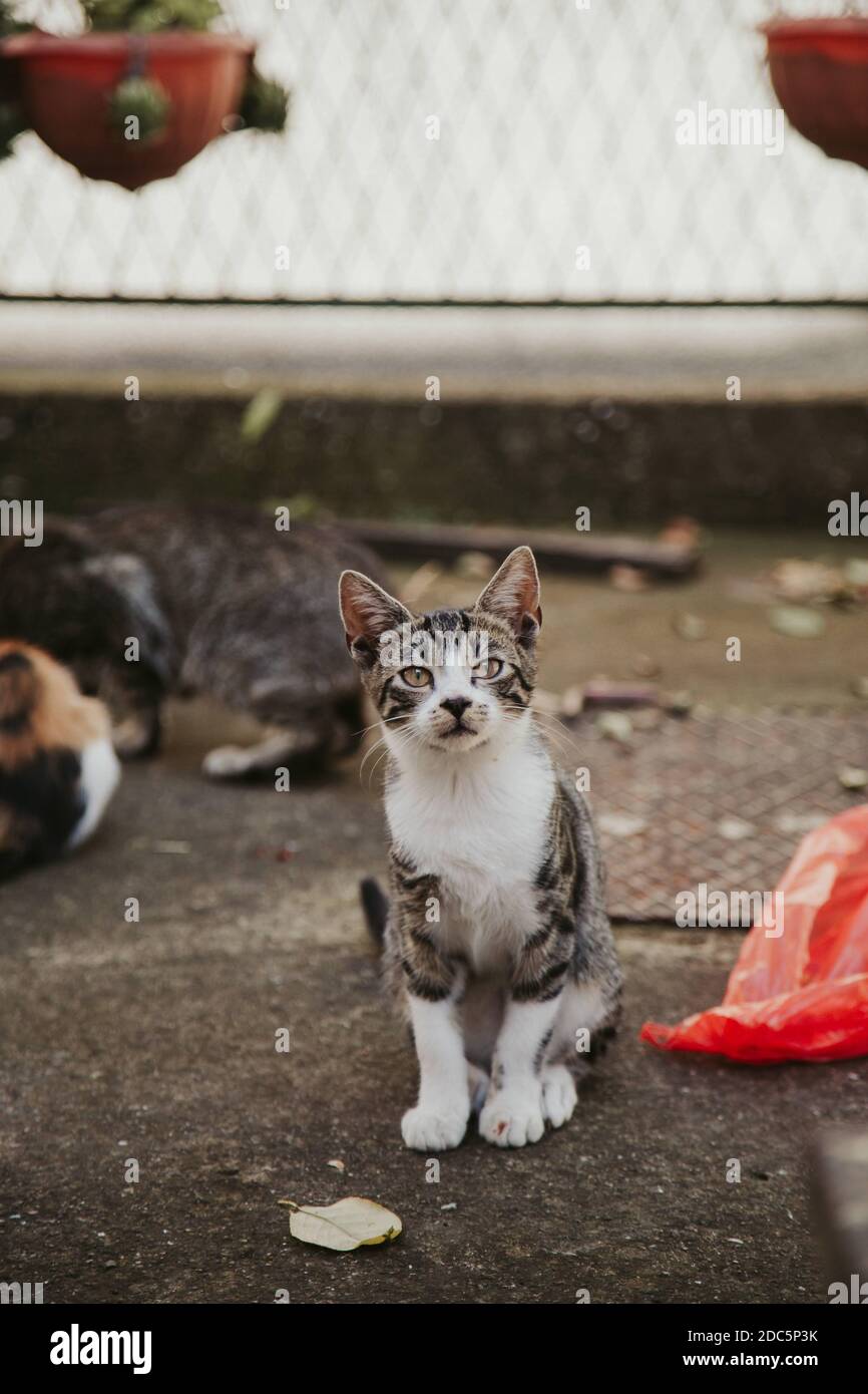 A vertical shot of cute cats outdoors Stock Photo - Alamy