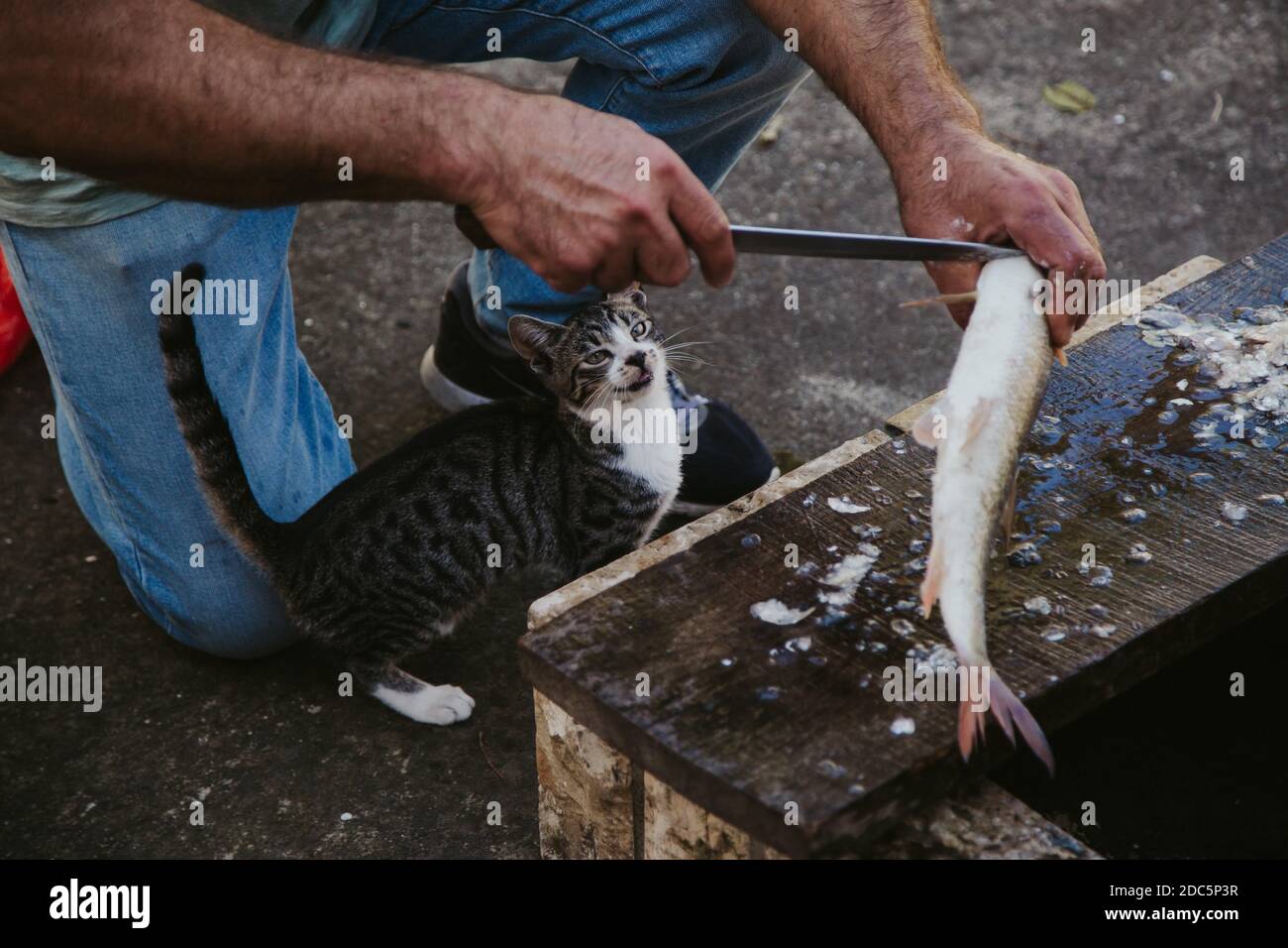 A cat watching the man cleaning a fish Stock Photo - Alamy