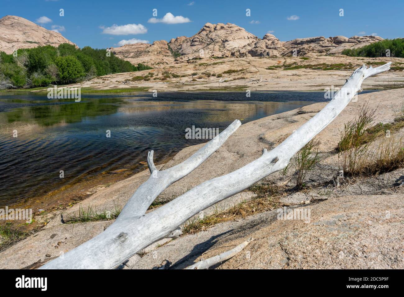 Tree cavities hi-res stock photography and images - Alamy