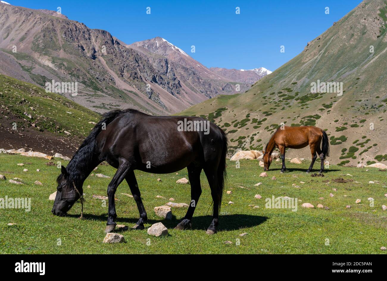 Horses in the great mountains of Kirgistan Stock Photo - Alamy