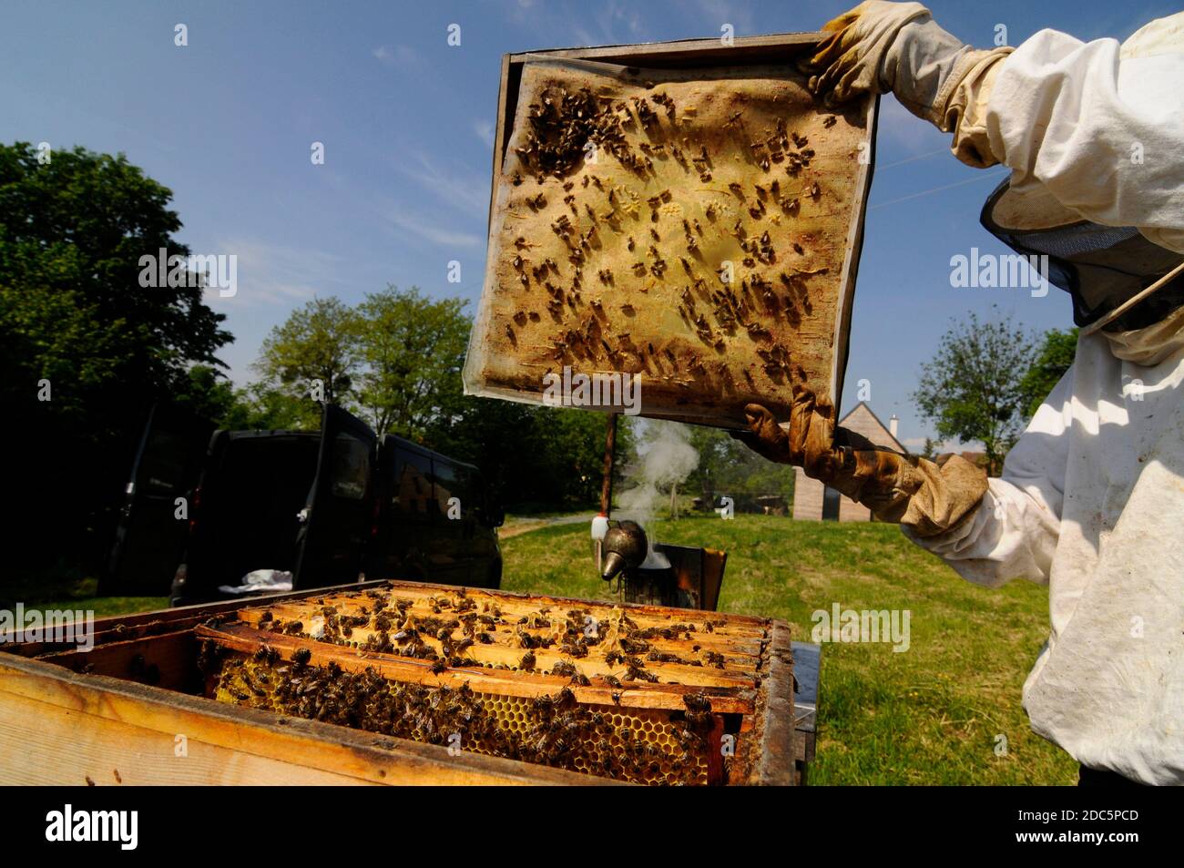Bee keeper showing honey comb with honey bees in his garden Stock Photo ...