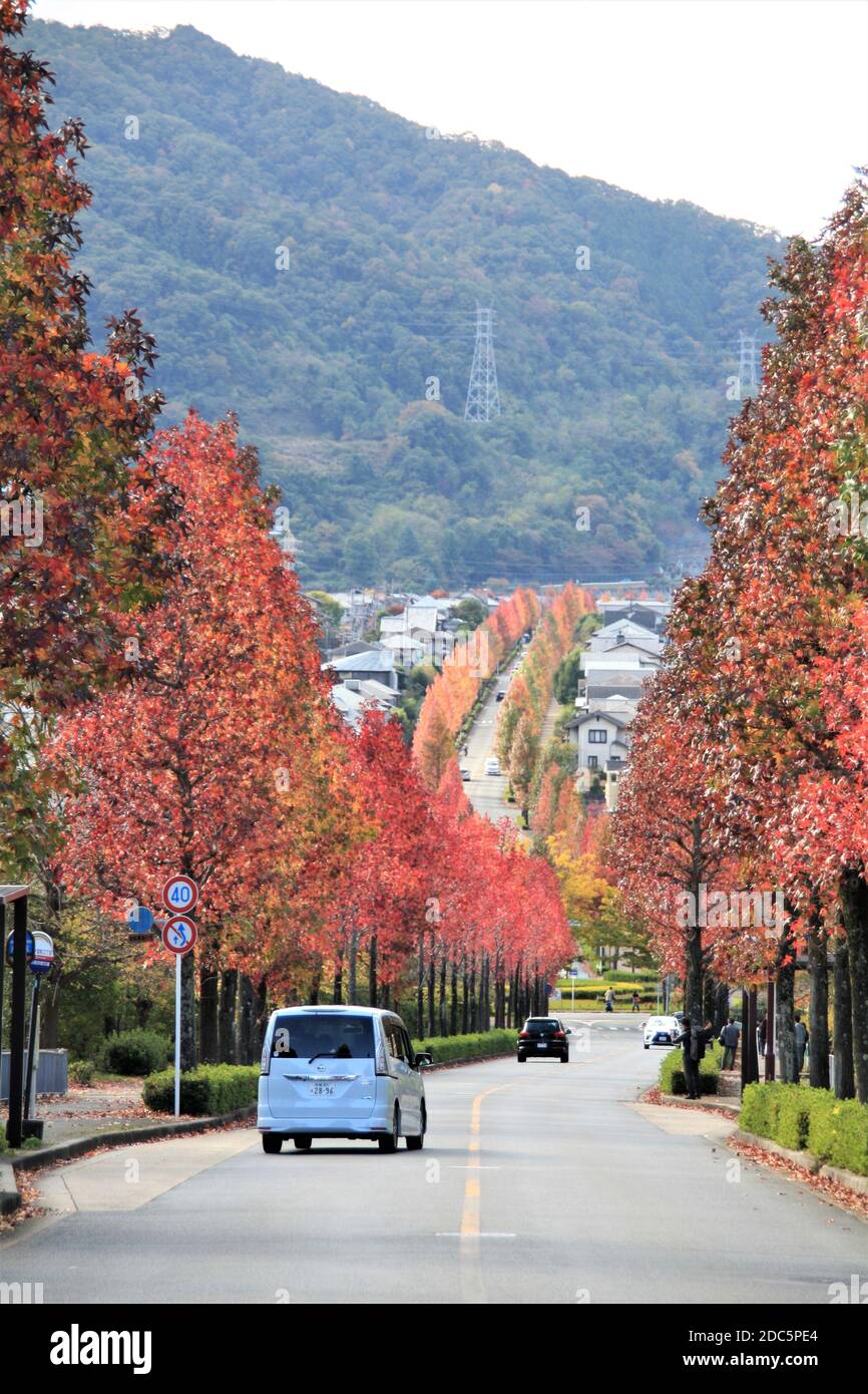 Momiji leaves hi-res stock photography and images - Alamy