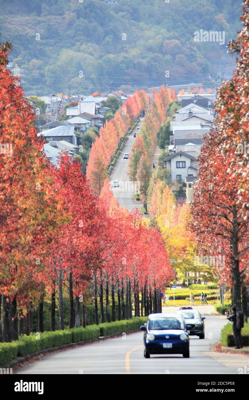 Momiji leaves hi-res stock photography and images - Alamy