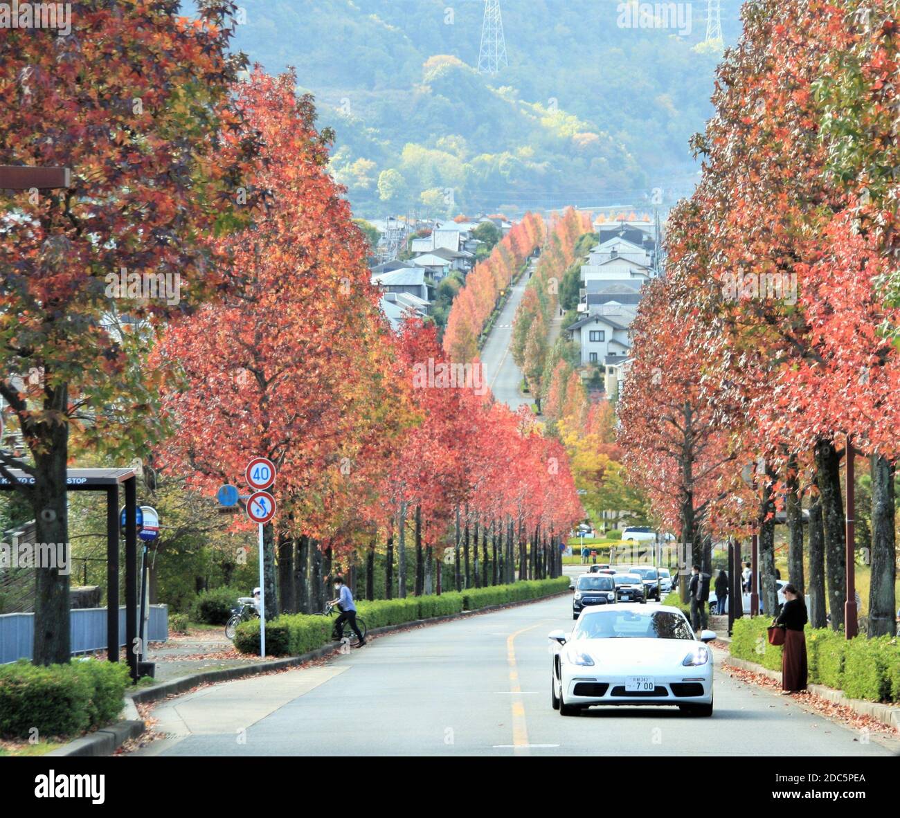 Momiji season in Kyoto, red and yellow leaves blossom in autumn Stock ...