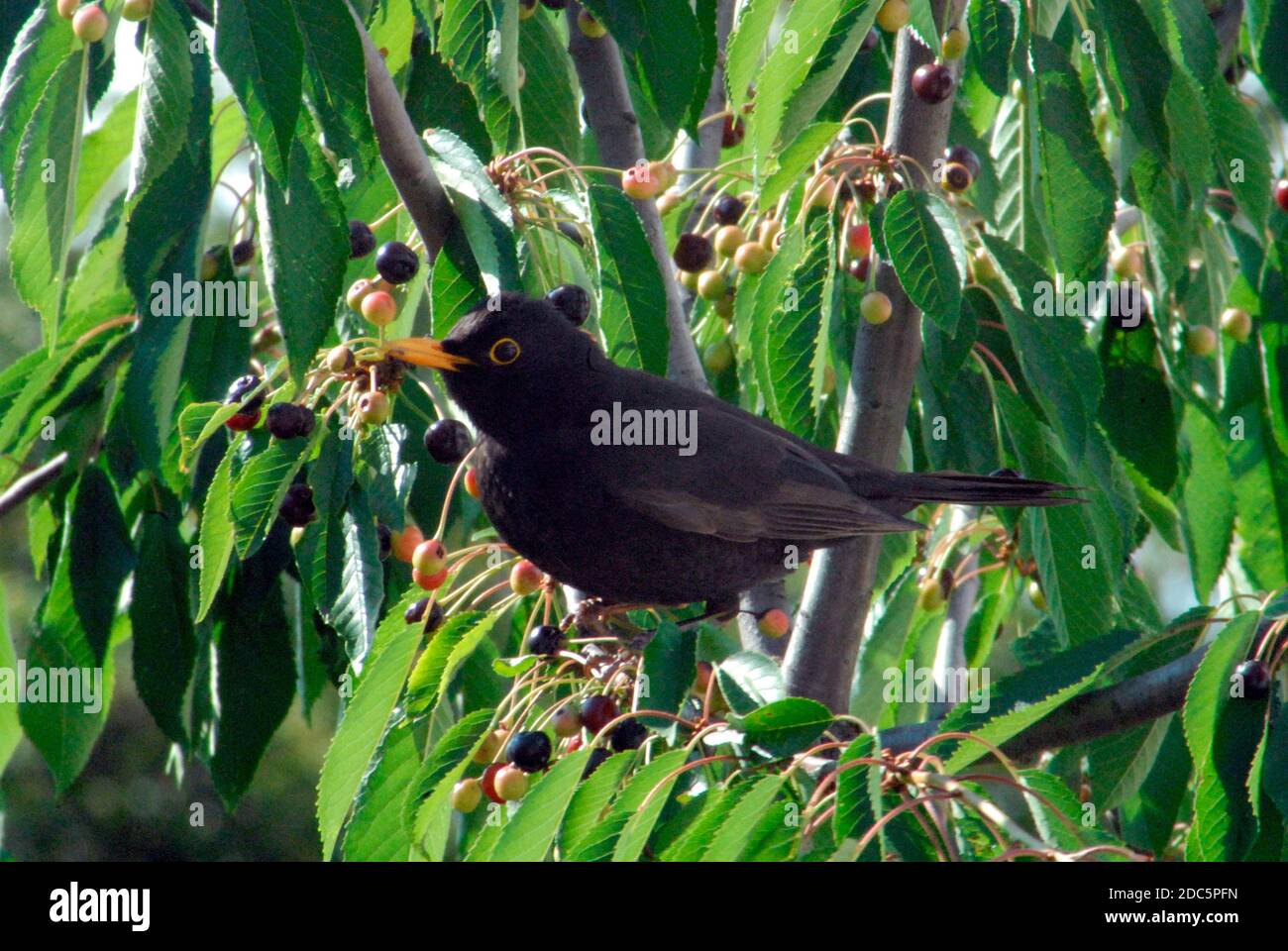blackbird sitting in a tree with green leaves, collecting fruits Stock ...