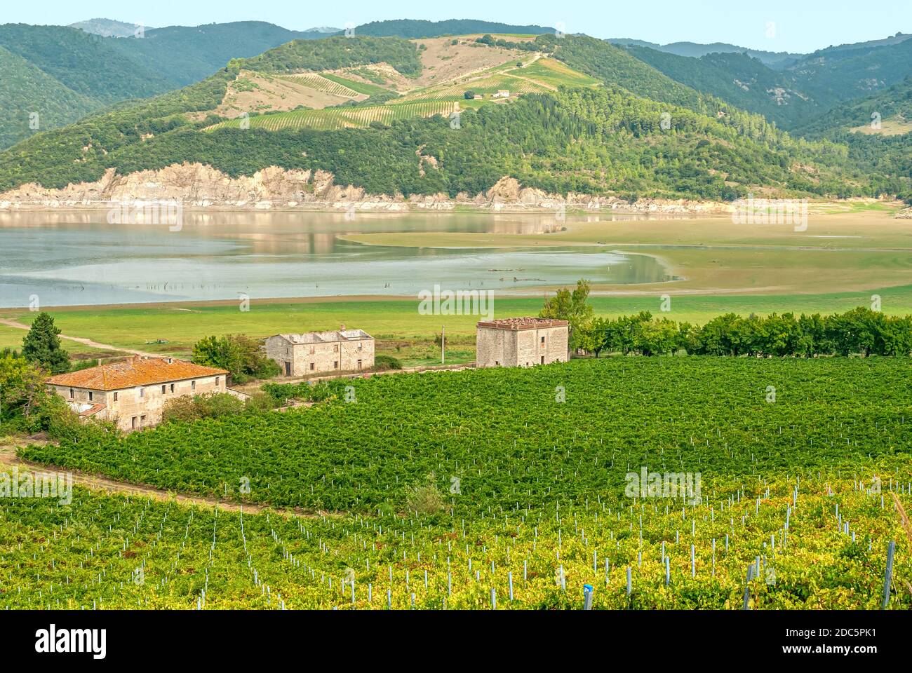 Lakeshore vineyard at Lake Corbara, Umbria, Italy Stock Photo - Alamy