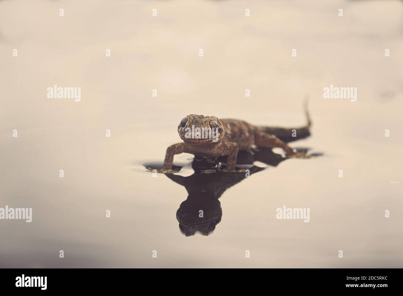 A closeup portrait of a cute lizard with a smiling face crawling on a ...