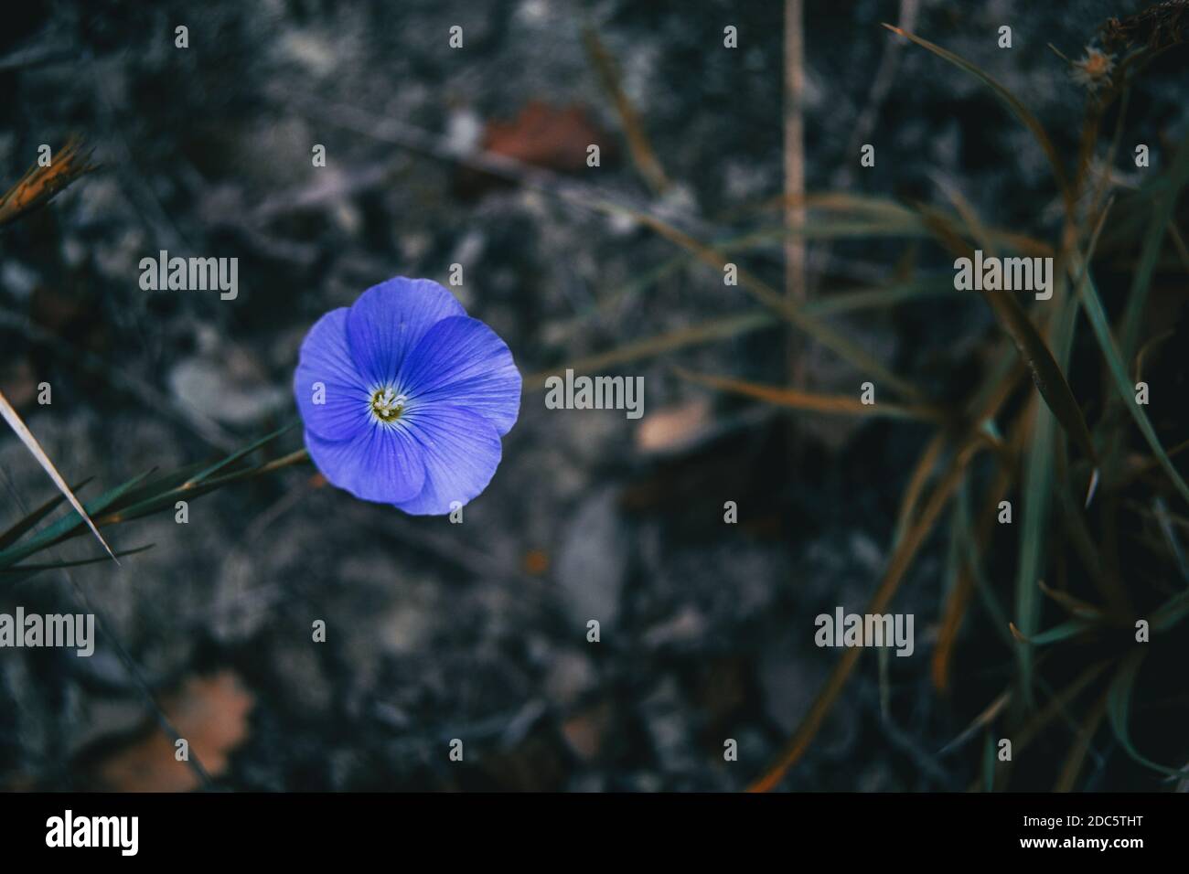 Close-up of an isolated blue flower of linum narbonense in the wild ...