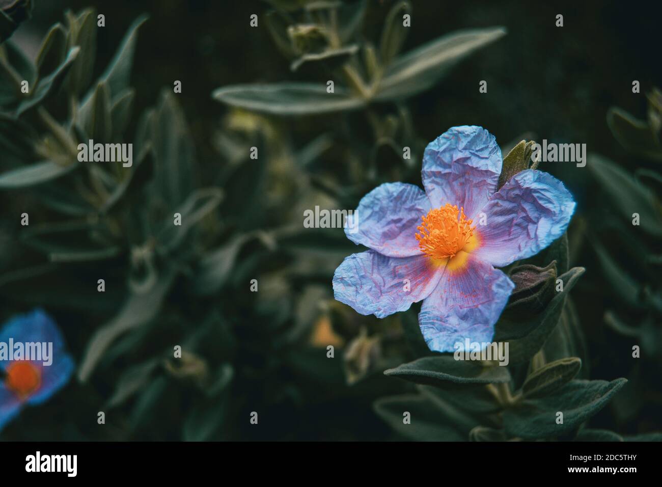 Detail of an isolated bluish flower of cistus albidus with intense ...