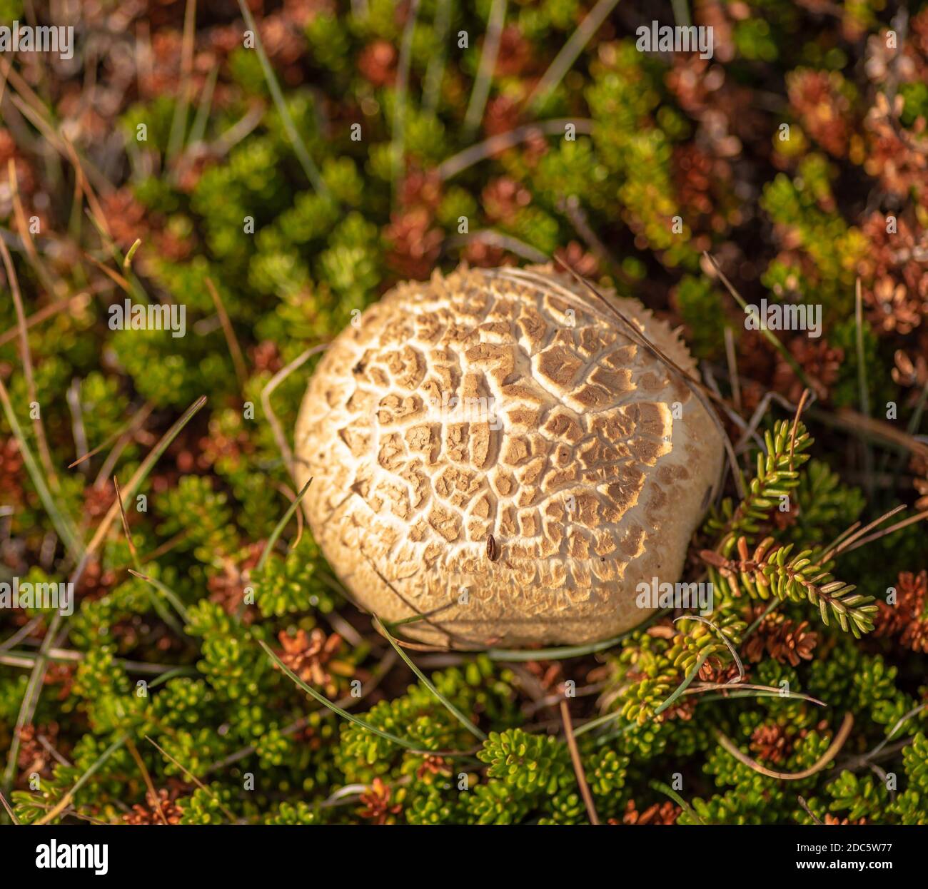 A high angle shot of a wild mushroom on the ground covered in greenery ...