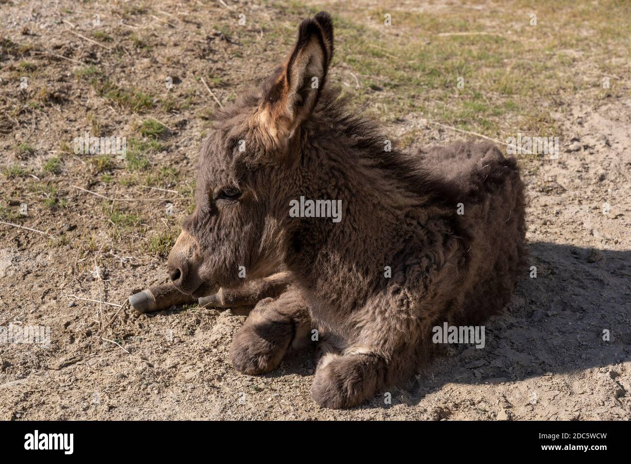 Asian donkeys hi-res stock photography and images - Alamy