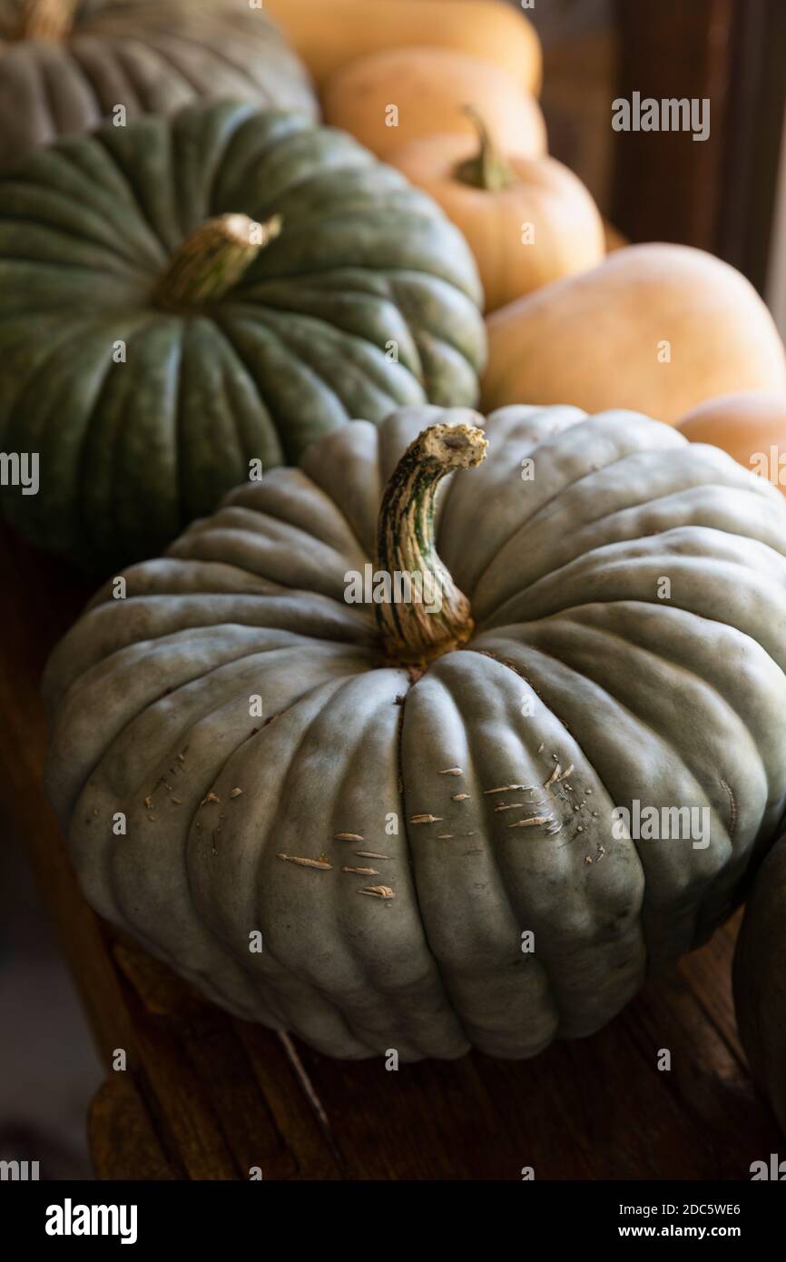 Close up green pumpkins Stock Photo - Alamy