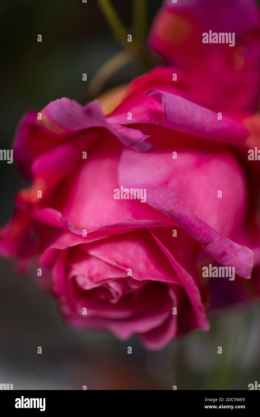 Close up beautiful raspberry pink rose Stock Photo - Alamy