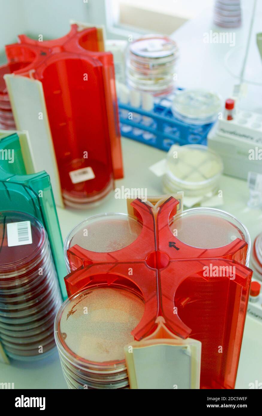 Microbiology laboratory stacks petri hi-res stock photography and ...