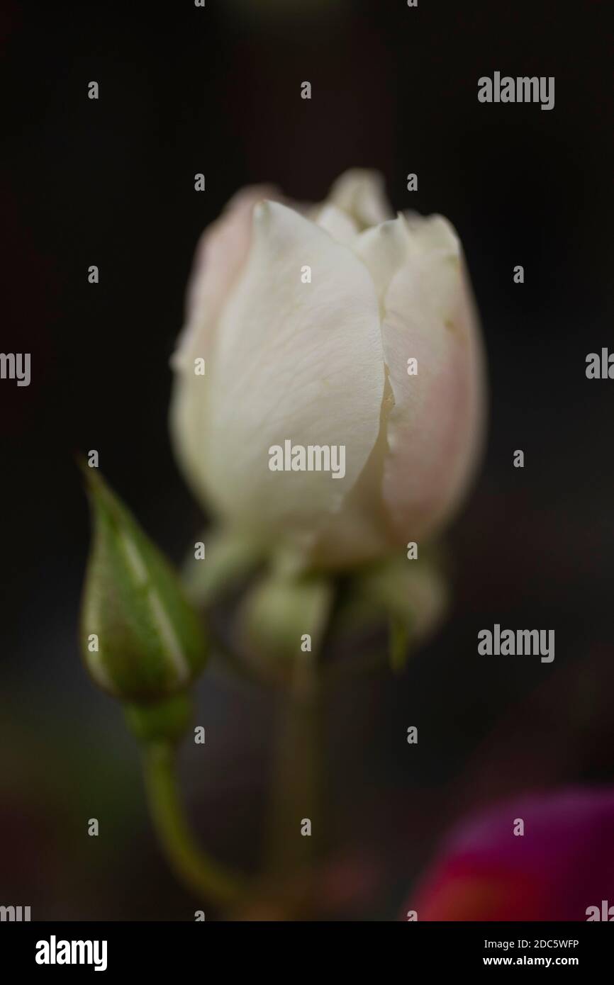 White rosebud hi-res stock photography and images - Alamy