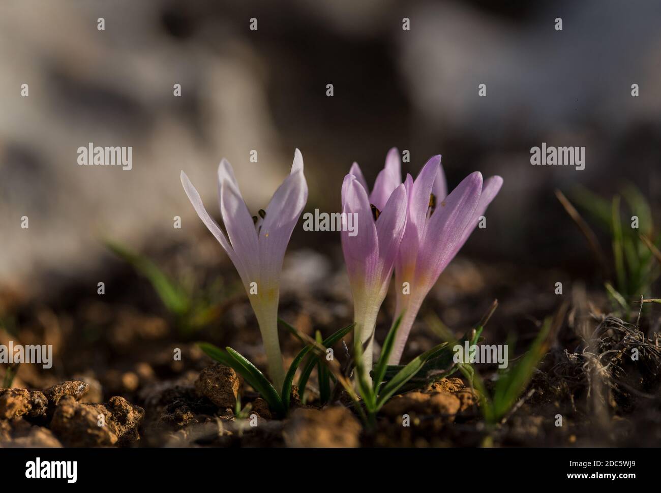 Three Mediterranean meadow saffron flowers, Colchicum cupanii, growing ...