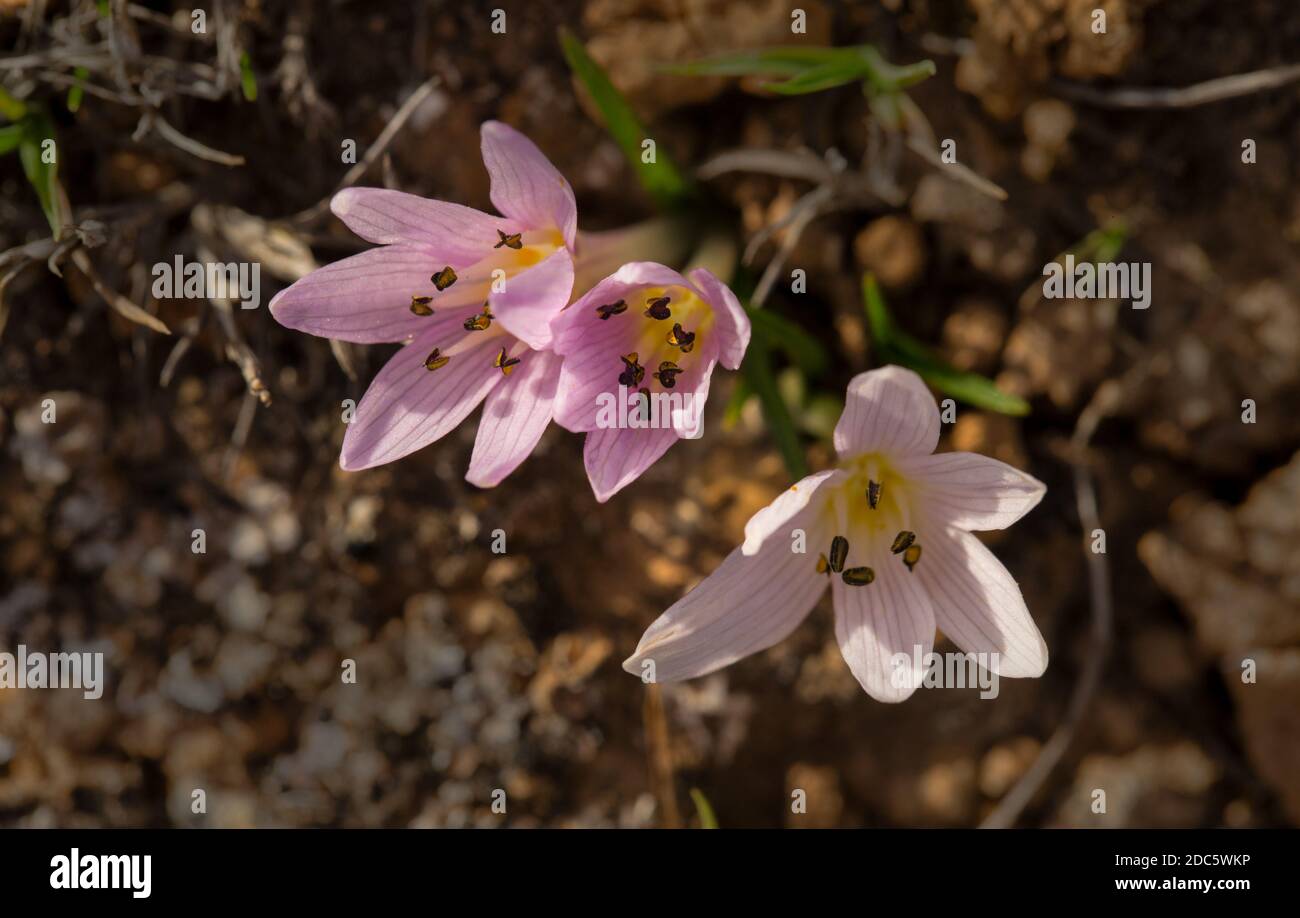 Three Mediterranean meadow saffron flowers, Colchicum cupanii, growing ...