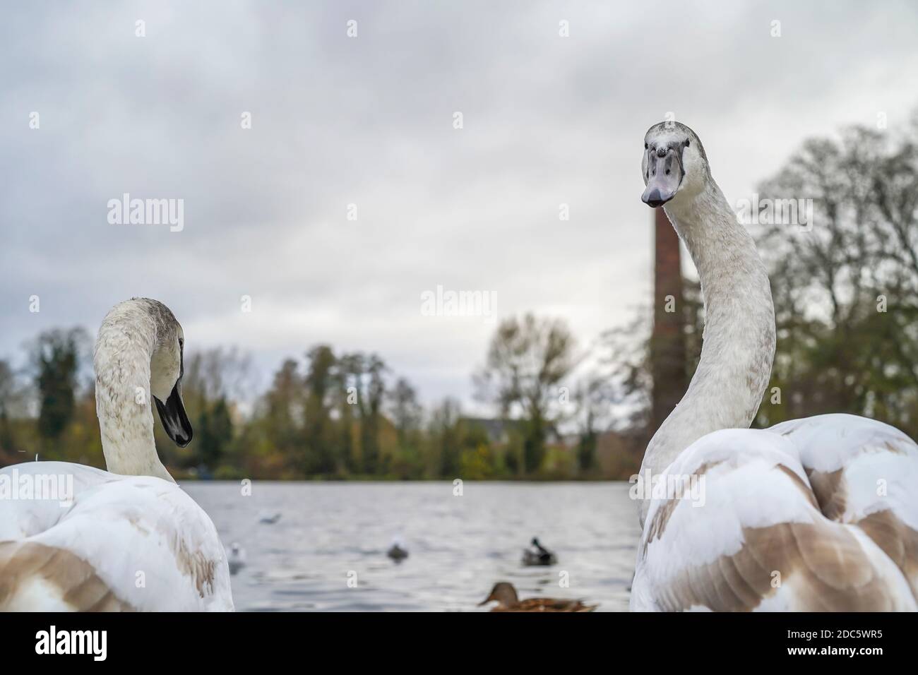 Staring at the camera hi-res stock photography and images - Alamy