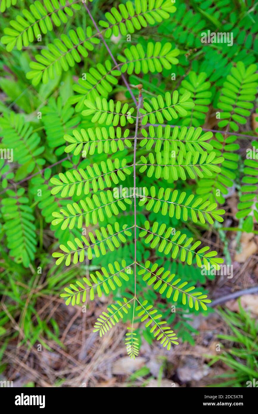 Sappan tree or Caesalpinia sappan Linn like as Acacia Stock Photo - Alamy