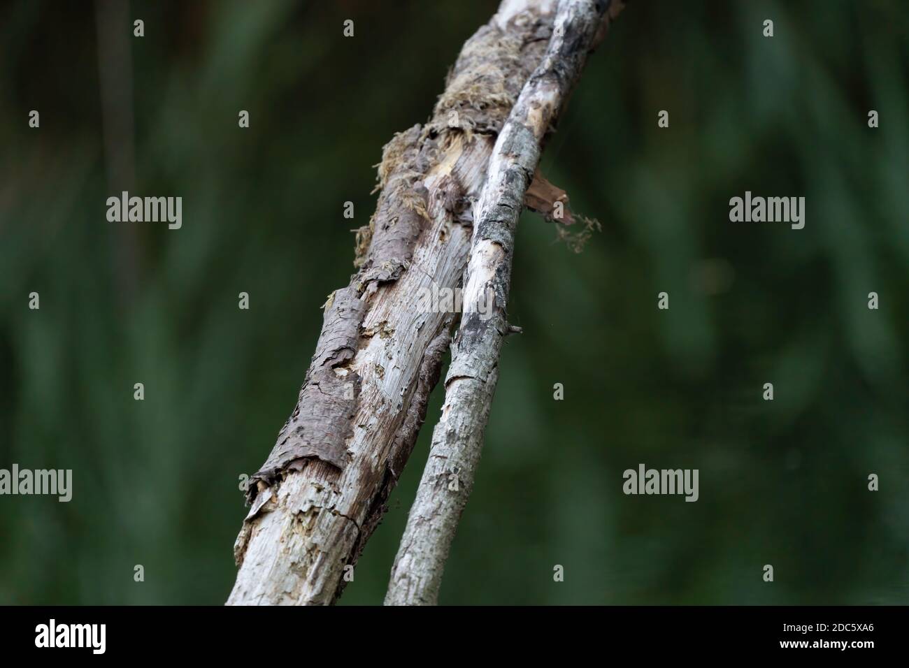 Thick branche hi-res stock photography and images - Alamy