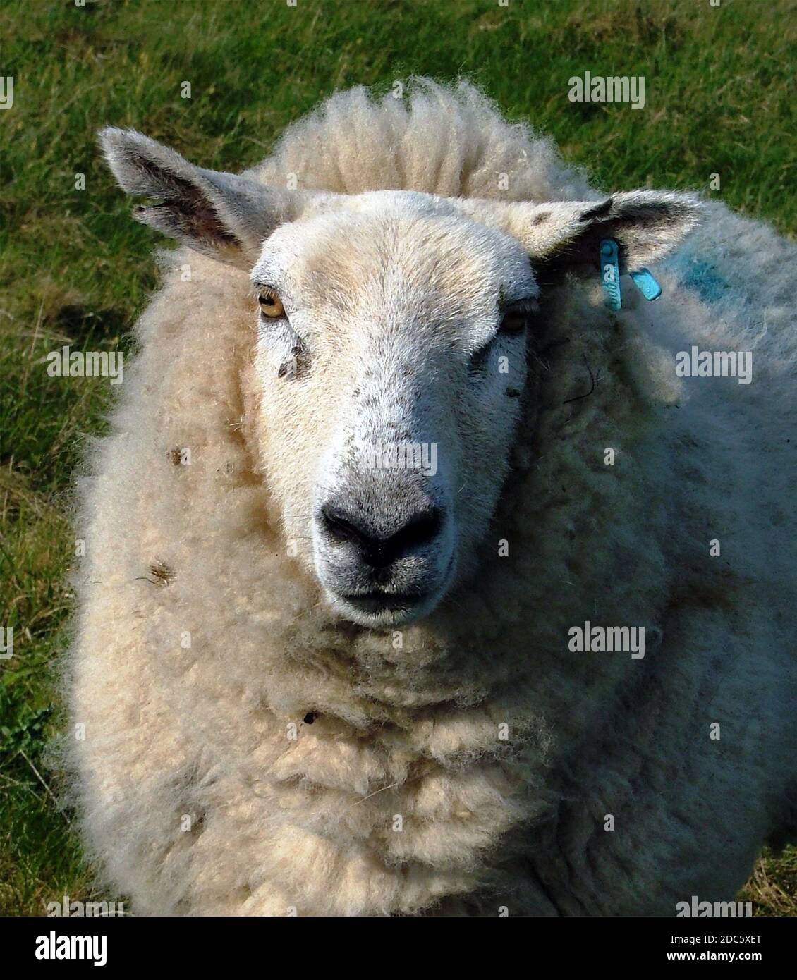 Ancient sheep breeds hi-res stock photography and images - Alamy