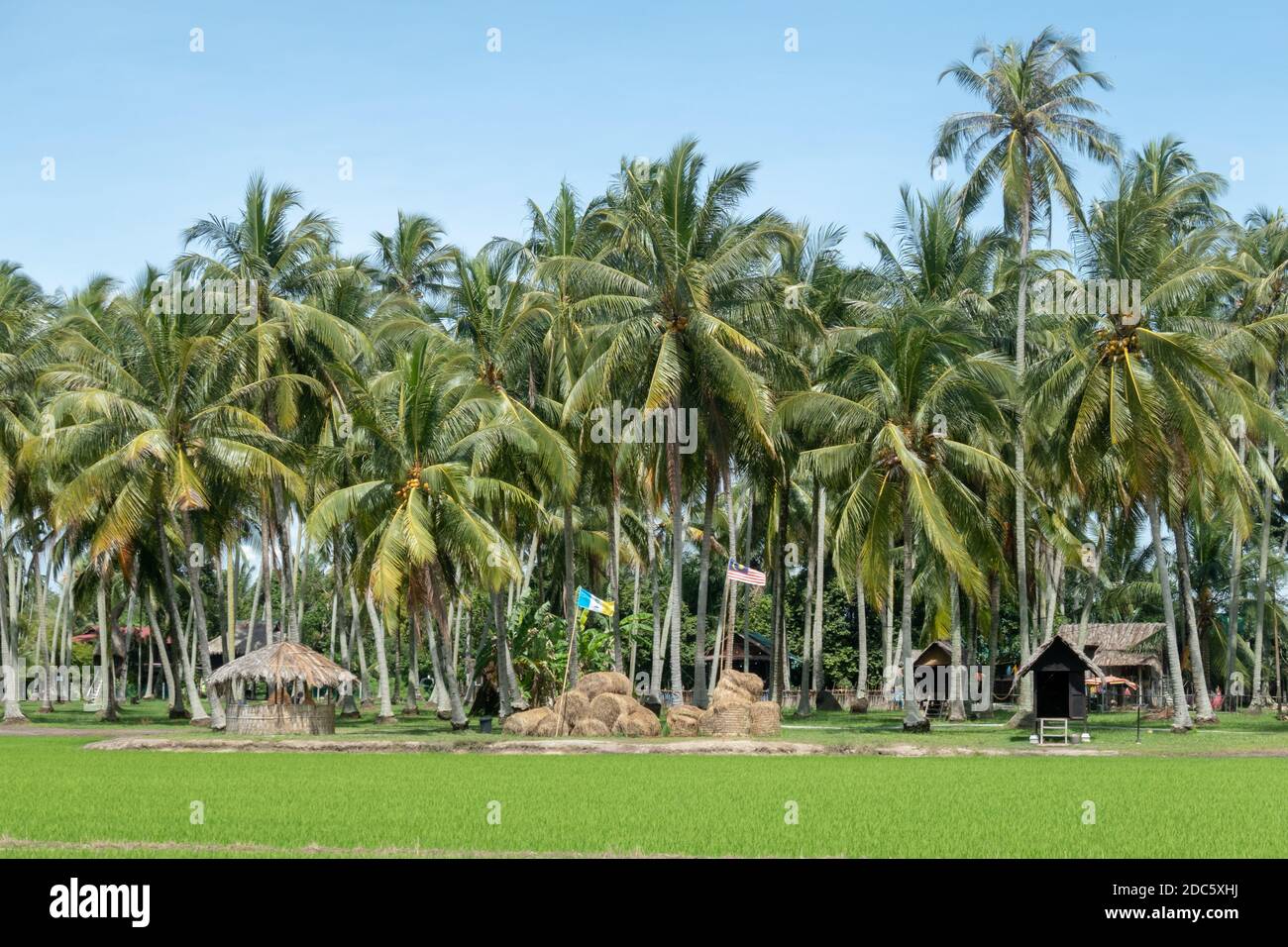 A beautiful shot of a tropical farm in Malaysia Stock Photo - Alamy