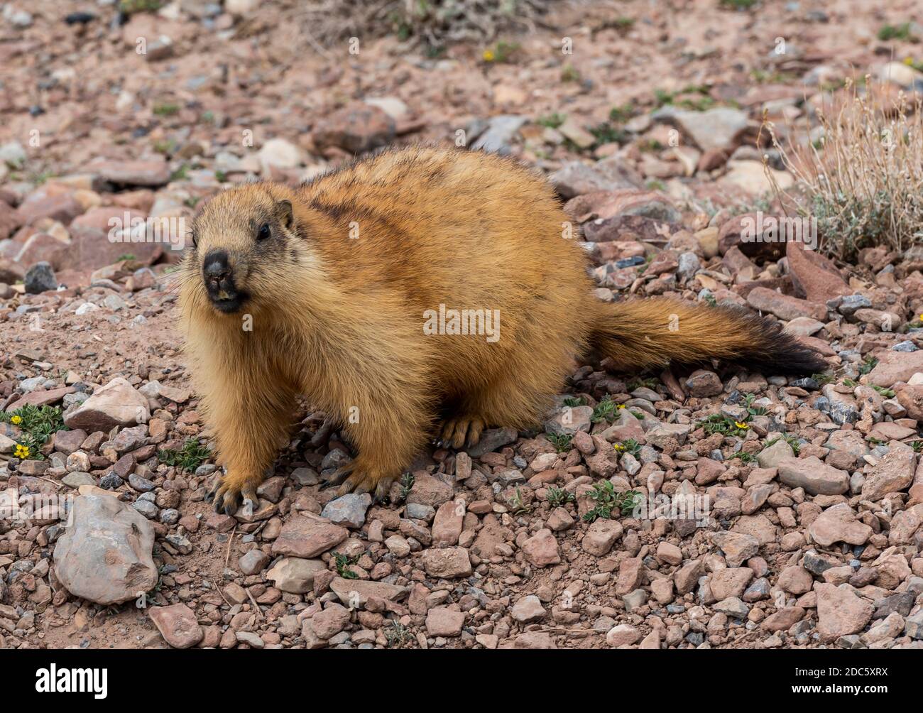 Groundhog with black tail in the desert in Tajikistan at the Pamir ...