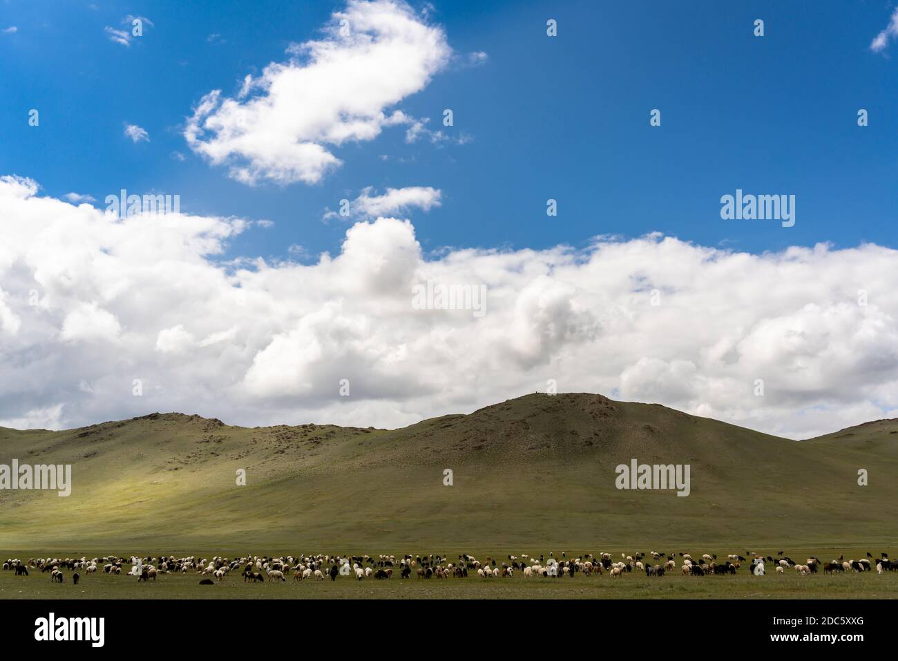 Mongolia steppe sheep hi-res stock photography and images - Alamy