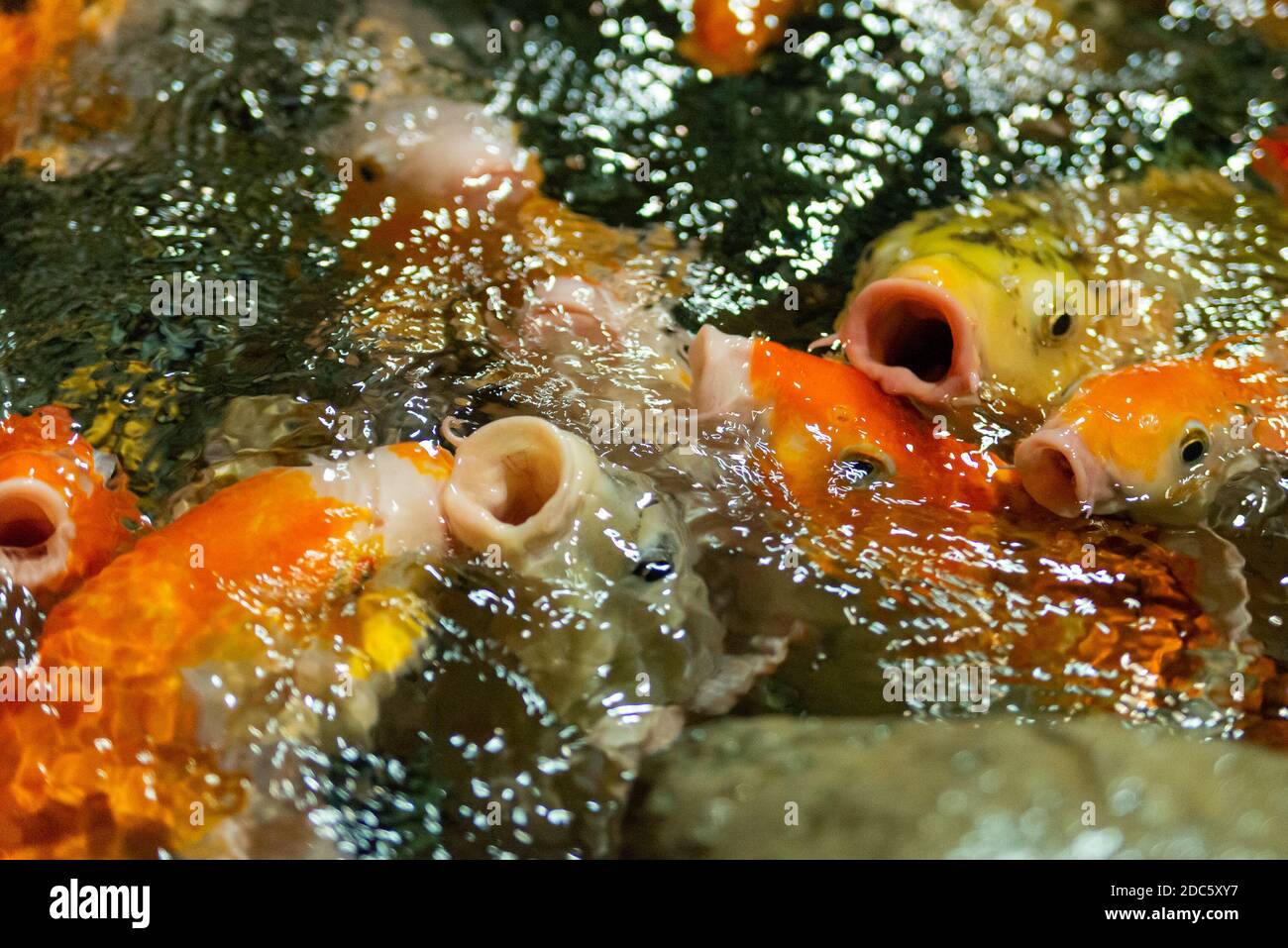 Big colorful Koi carp fish in a aquarium Stock Photo - Alamy